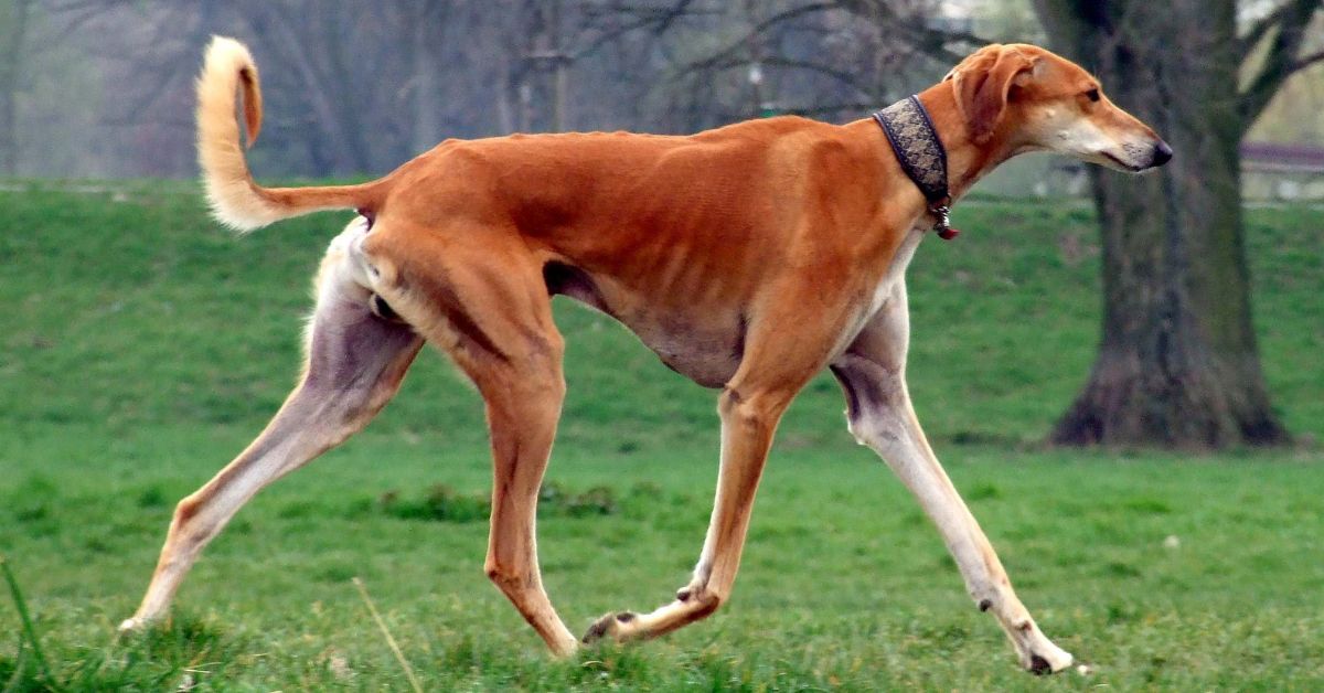 10 Dogs With Medieval Spirit and Heroic Strength - Dog Breed Pro