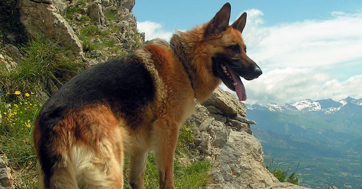 10 Dogs with the Grit and Guts To Tackle Serious Missions - Dog Breed Pro