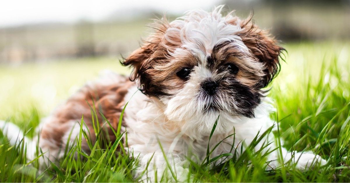 10 Dogs Who Just Can't Get the Job Done - Dog Breed Pro