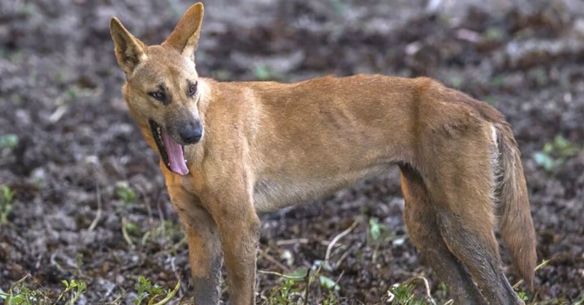 10 Beautiful Canines That Make Terrible House Pets - Dog Breed Pro