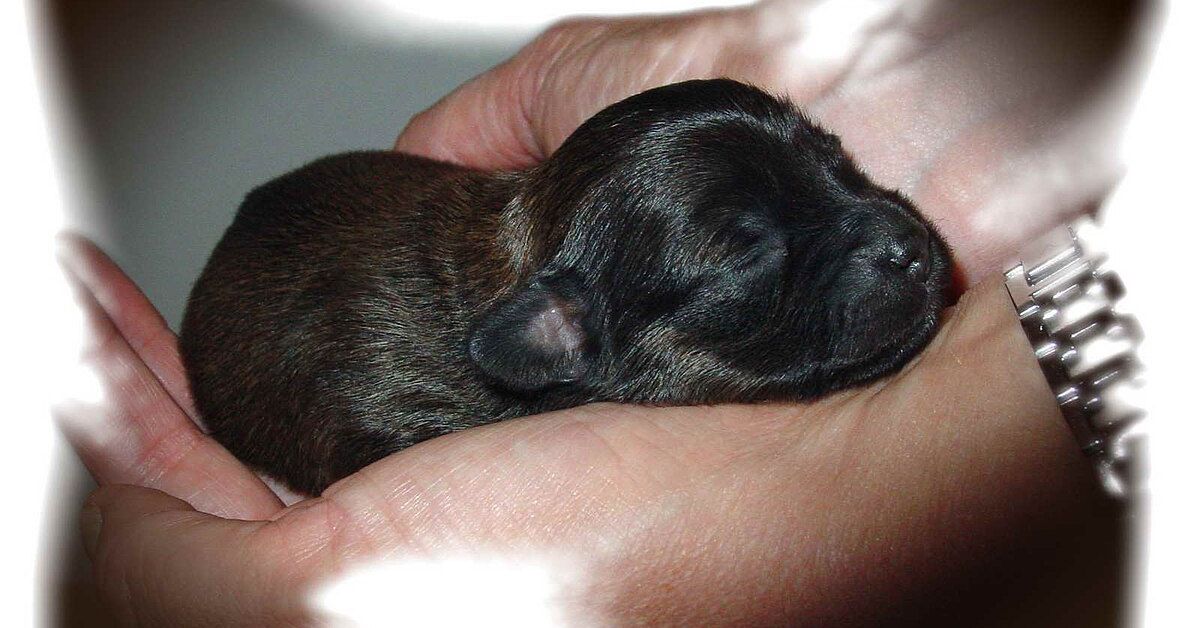 10 Things Every New Dog Breeder Should Know Before the First Breeding ...