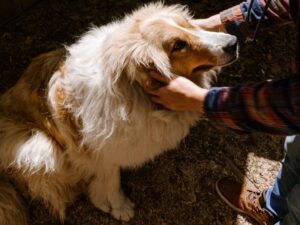 15 Reasons Why Dogs Like Humans - Dog Breed Pro
