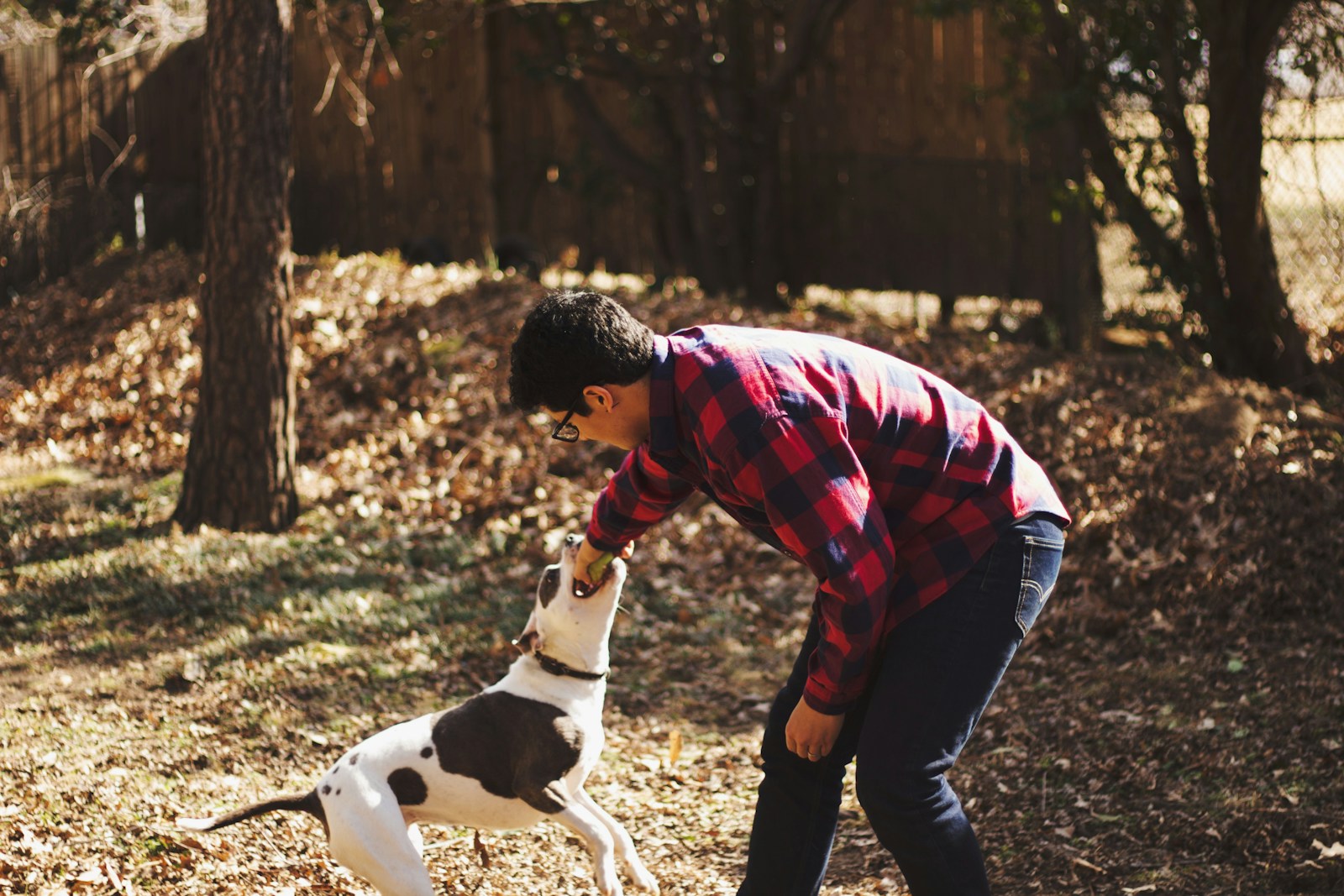 15 Reasons Why Dogs Like Humans - Dog Breed Pro