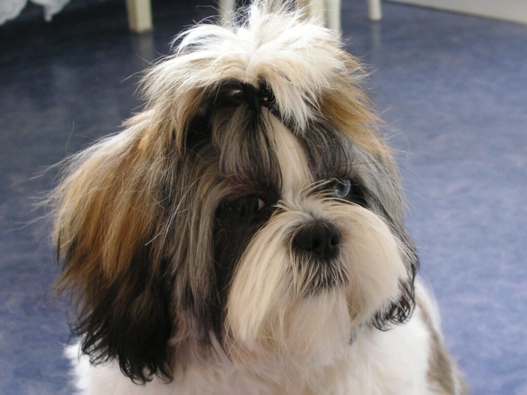 20 Breeds That Are Low-Maintenance for Older Adults - Dog Breed Pro