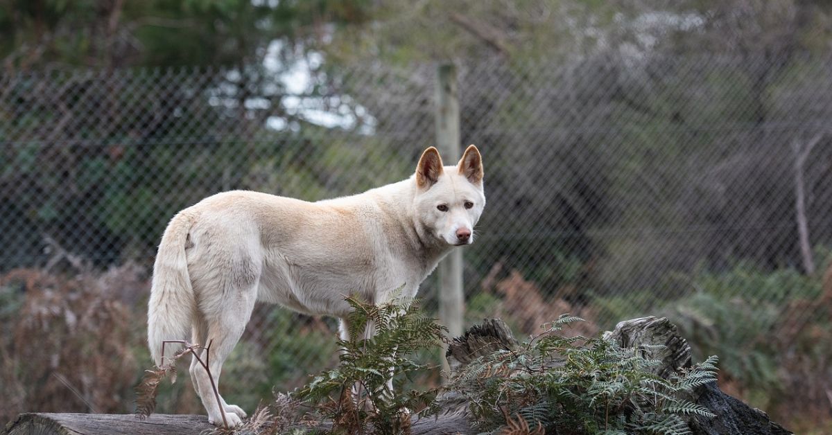 10 New Details About the Dingo’s Arrival 8,000 Years Ago - Dog Breed Pro