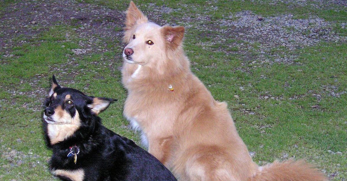 10 Ways Mixed Breed Rescue Dogs Are Better Than Purebreds - Dog Breed Pro