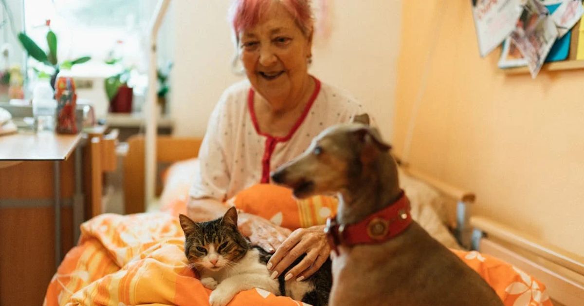 10 Things Seniors Should Consider Before Adopting a Dog or Cat in ...