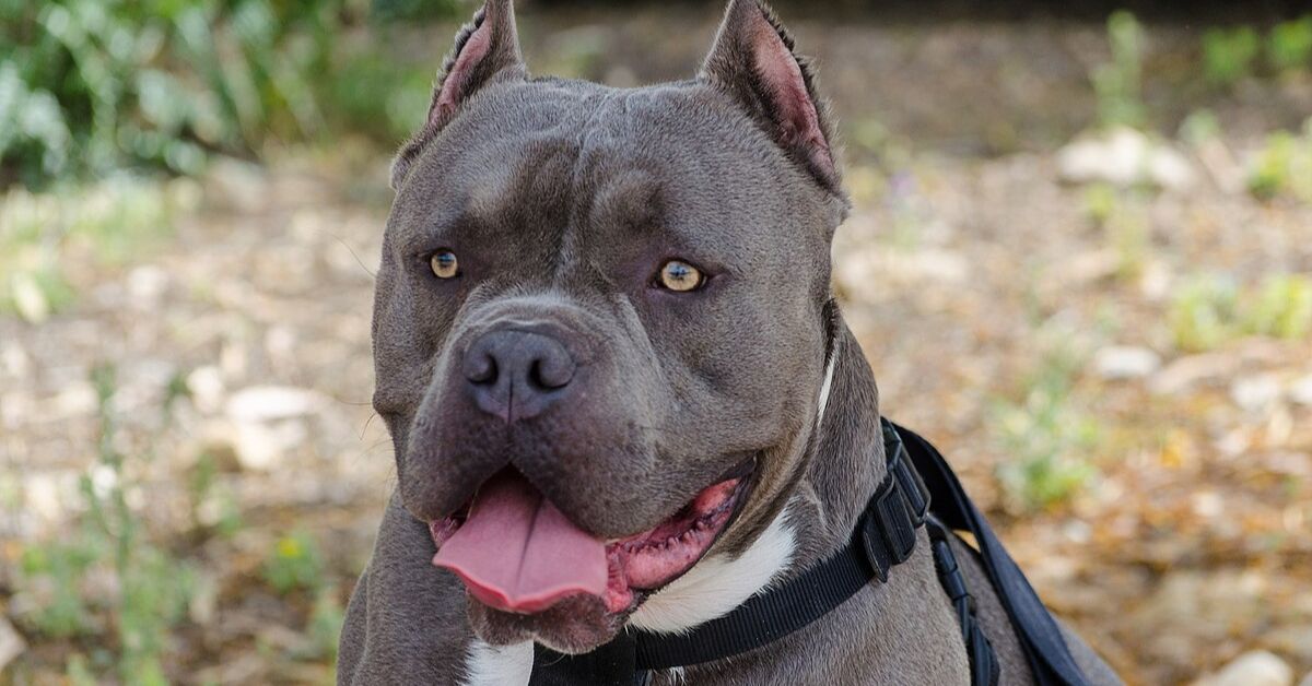 10 Ways to Tell the Difference Between American Bully Breeds - Dog ...