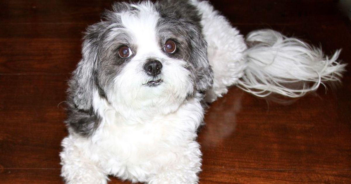 15 Dogs Who Hold Guinness World Records for Their Unusual Skills - Dog ...