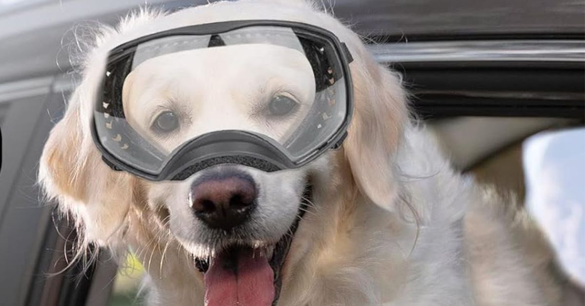 20 Surprising Ways Dogs Are Evolving in the Modern World - Dog Breed Pro