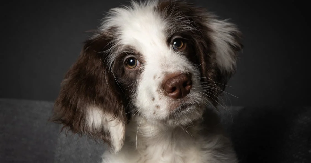 How Your Dog Puts "The Pup" In "The Puppeteer" - Dog Breed Pro