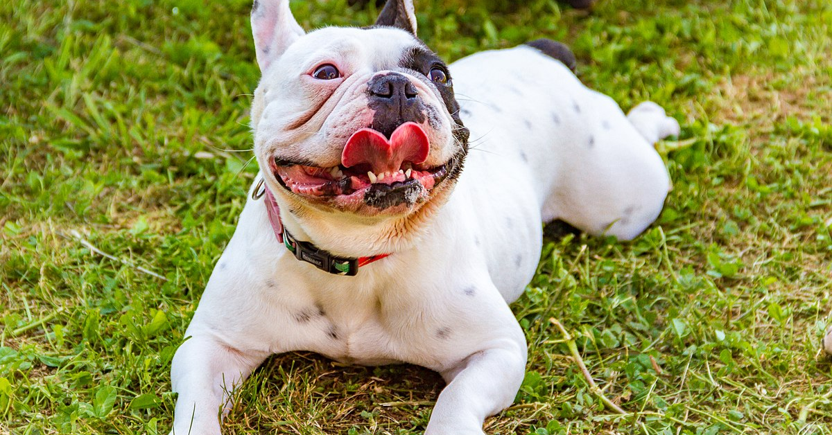 10 Interesting Facts About The Splooting Pose In Dogs - Dog Breed Pro