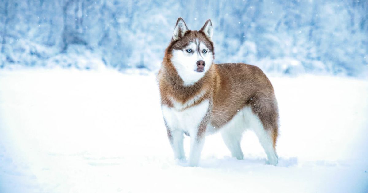 20 Dog Breeds Known for Their Stealth and Survival Instincts - Dog ...