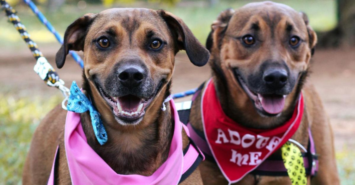 10 Pitfalls of Bringing a Rescue Dog Into Your Home - Dog Breed Pro