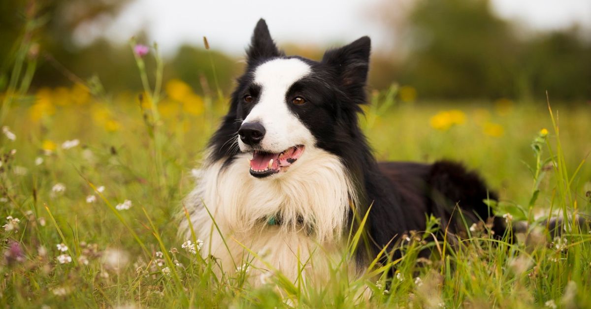 10 Perks of Choosing Native Dog Breeds for Your Family - Dog Breed Pro