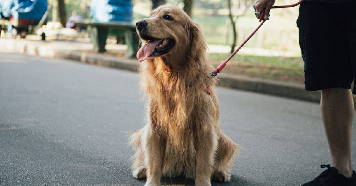 10 Do's And Don'ts If Your Dog Chomps Up A Stranger - Dog Breed Pro