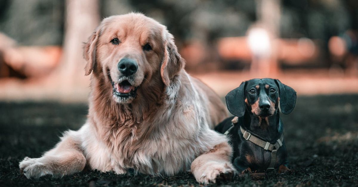 10 Natural Dog Instincts Humans Wish They Had - Dog Breed Pro