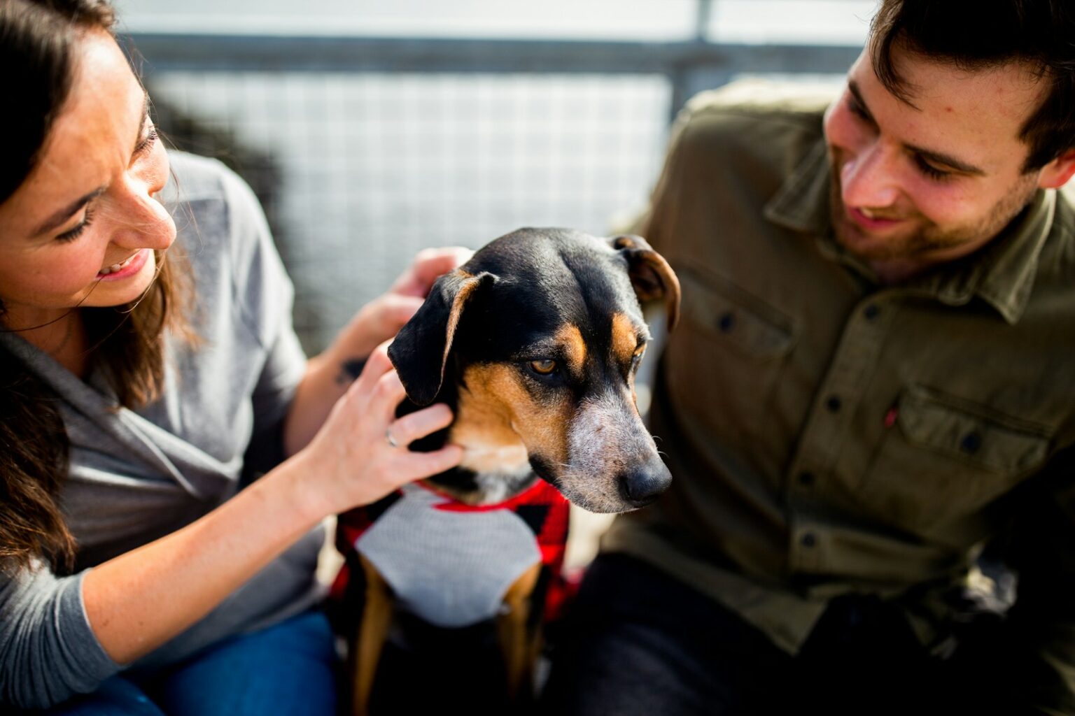 15 Reasons Why Dogs Like Humans - Dog Breed Pro