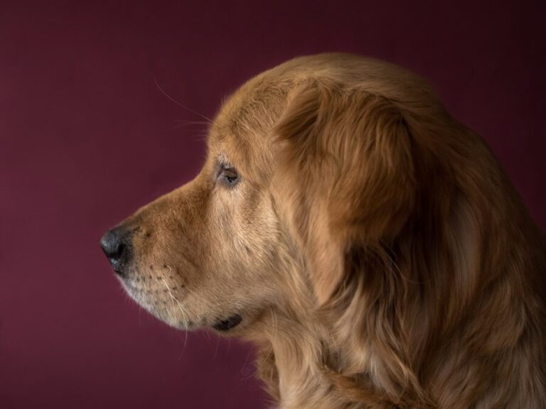 15 Small Ways Dogs Show Their Gratitude - Dog Breed Pro