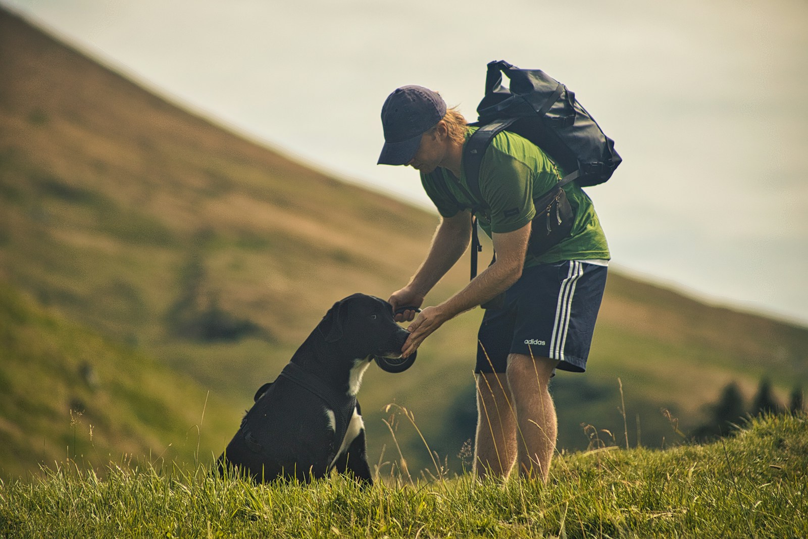 15 Reasons Why Dogs Like Humans - Dog Breed Pro
