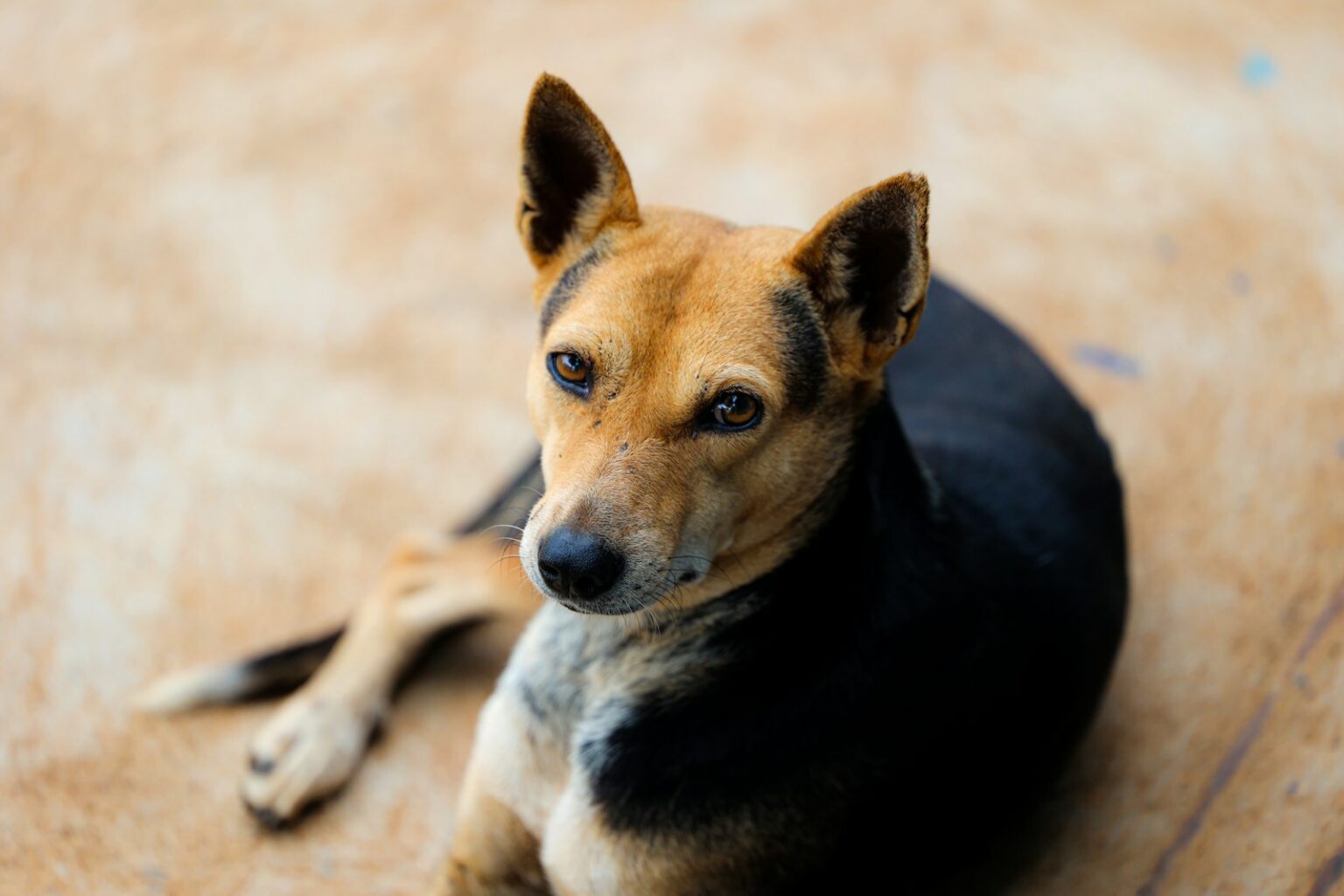 30 Ways to Rebuild Trust With a Dog After a Rough Start - Dog Breed Pro