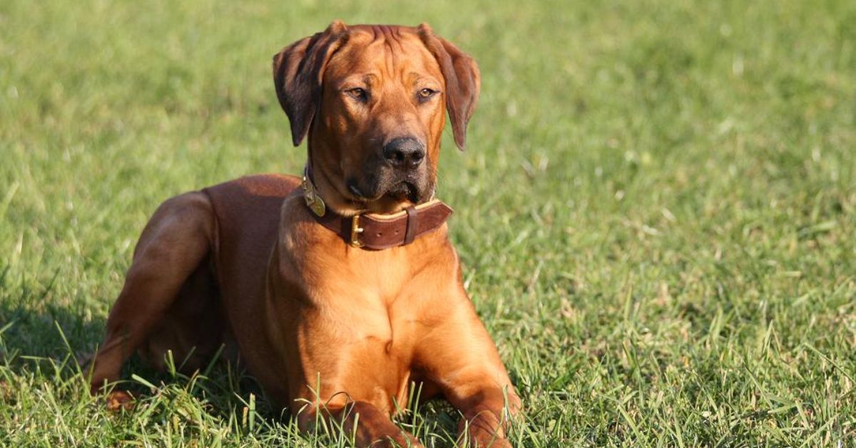 20 Dog Breeds That Would Make Unforgettable Leaders - Dog Breed Pro