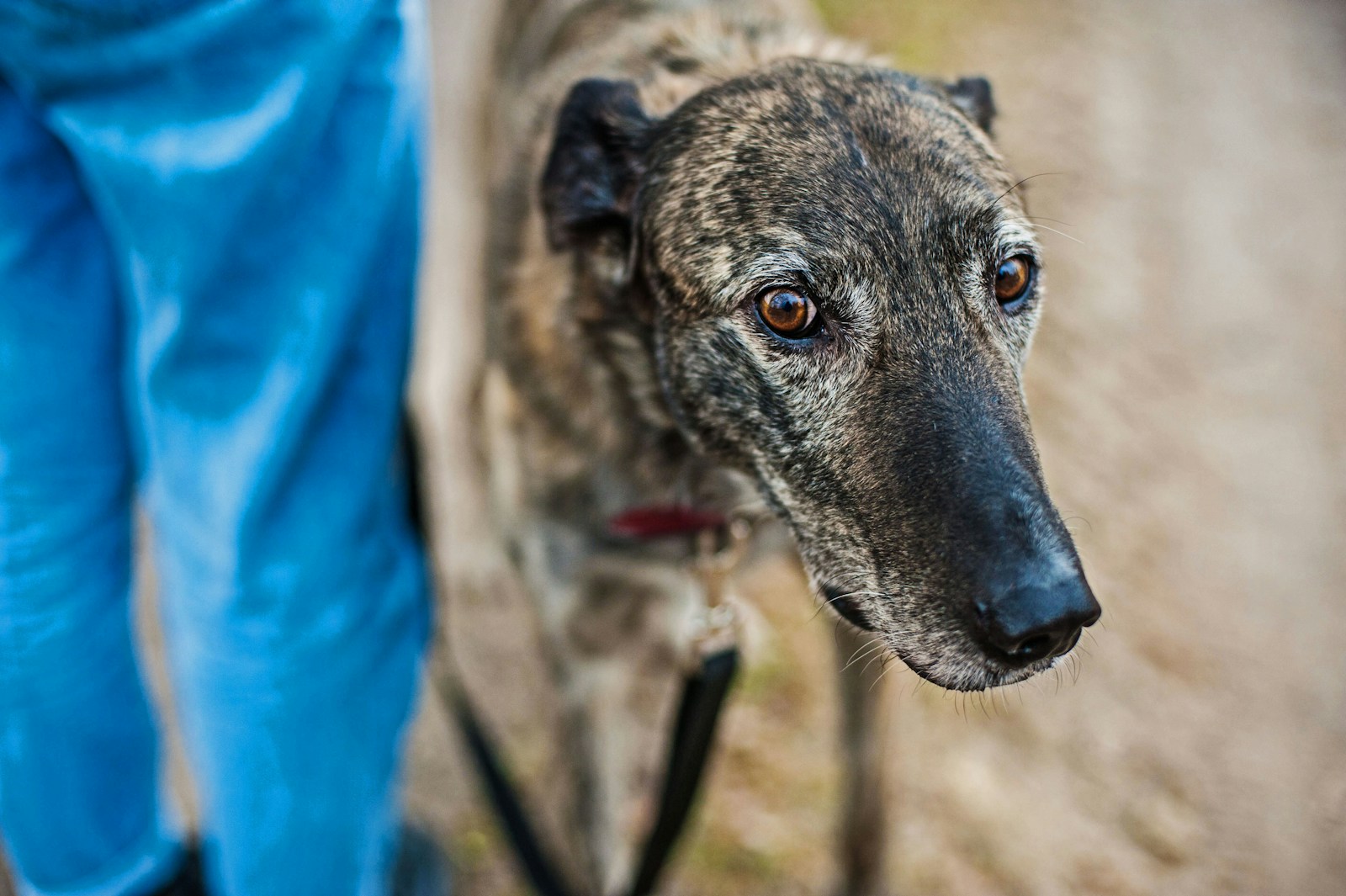 30 Ways to Rebuild Trust With a Dog After a Rough Start - Dog Breed Pro