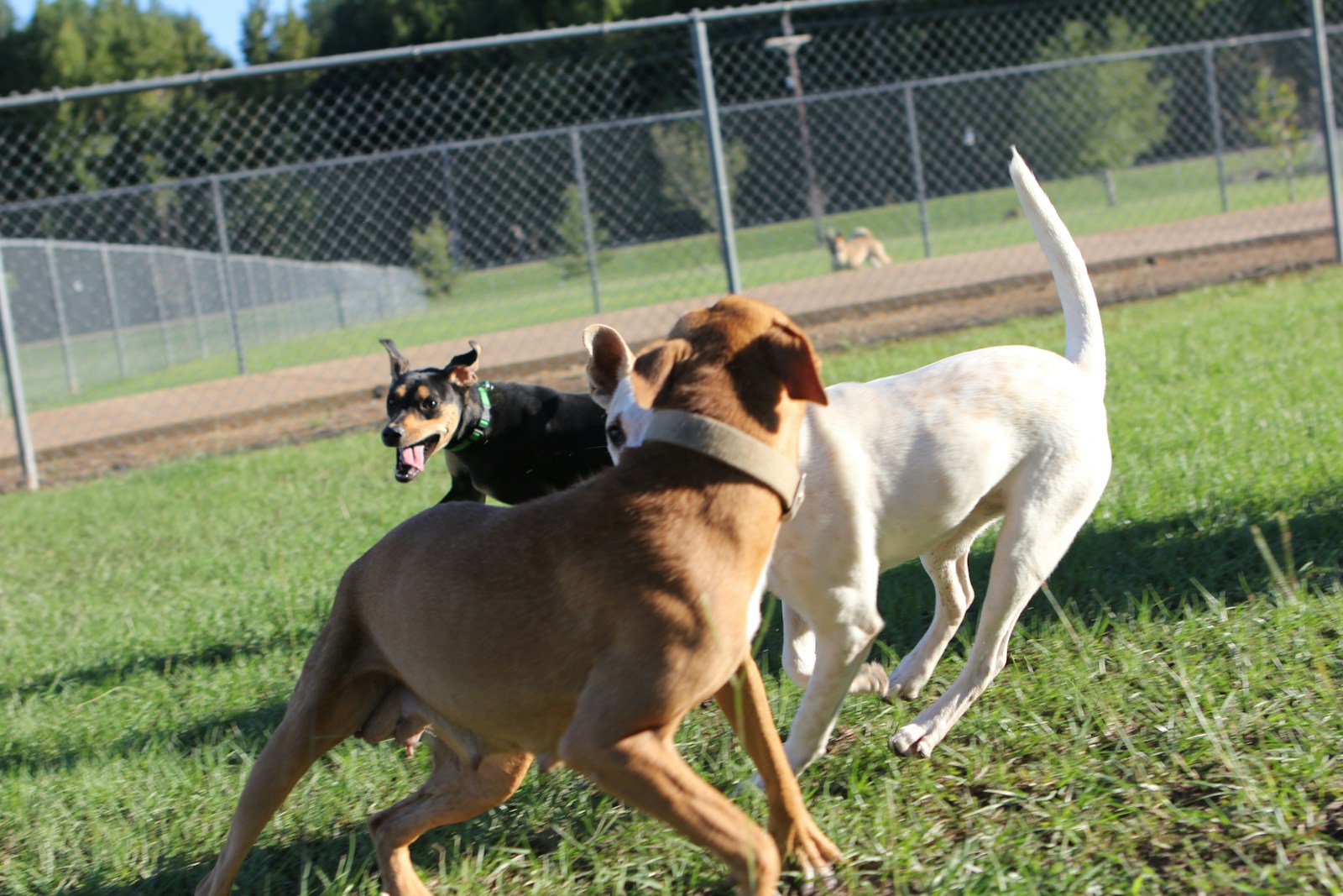 15 Hidden Dangers Lurking in Your Backyard for Your Dog - Dog Breed Pro