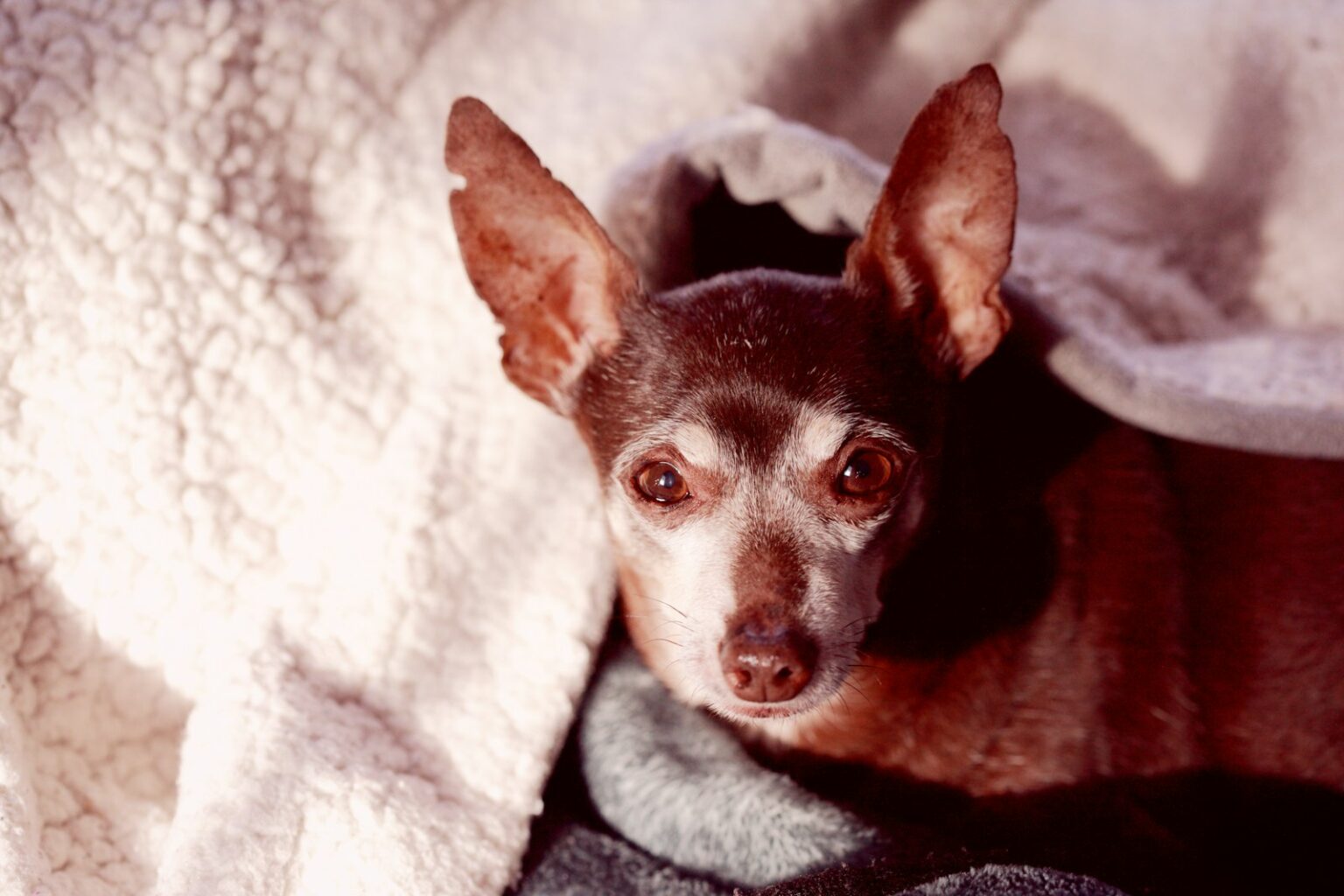 15 Surprising Changes You’ll Notice as Your Dog Gets Older - Dog Breed Pro