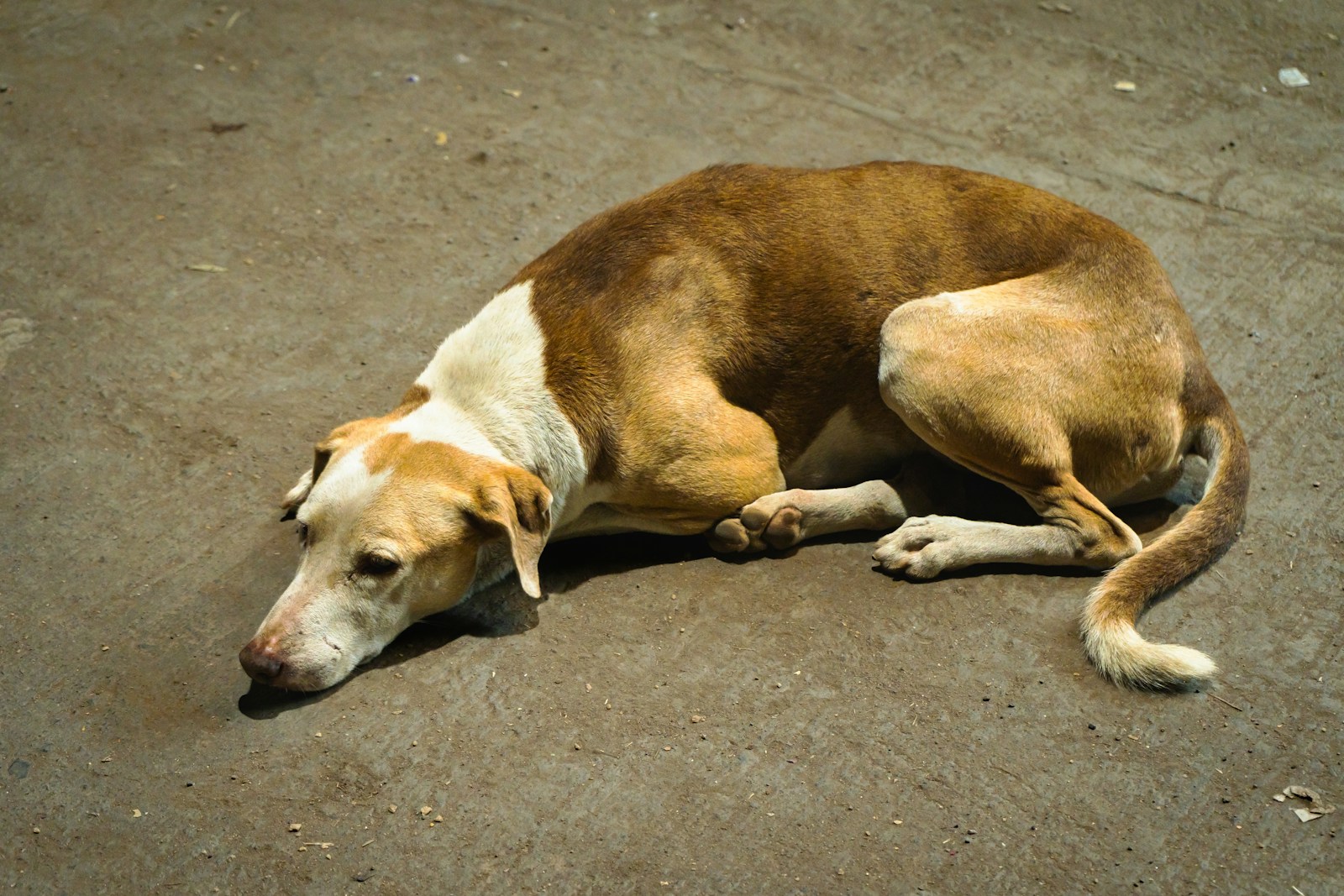 30 Ways to Rebuild Trust With a Dog After a Rough Start - Dog Breed Pro