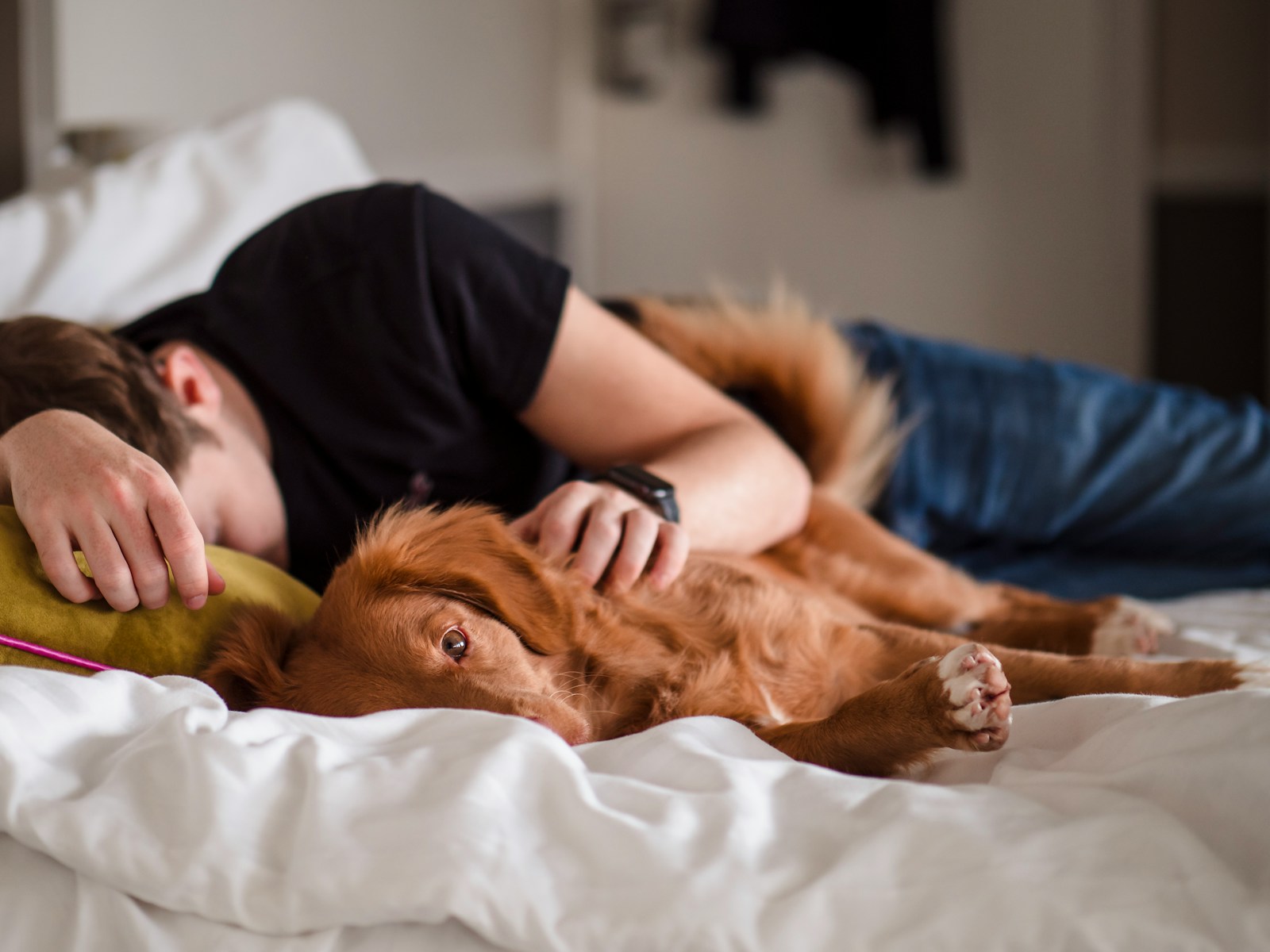 15 Reasons Why Dogs Like Humans - Dog Breed Pro