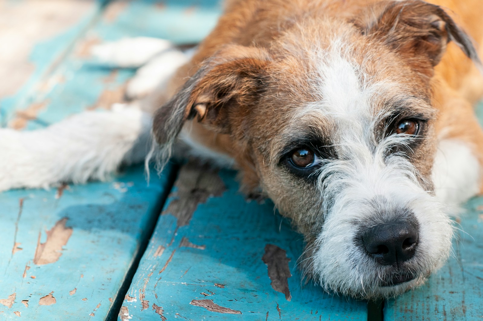 15 Surprising Changes You’ll Notice as Your Dog Gets Older - Dog Breed Pro