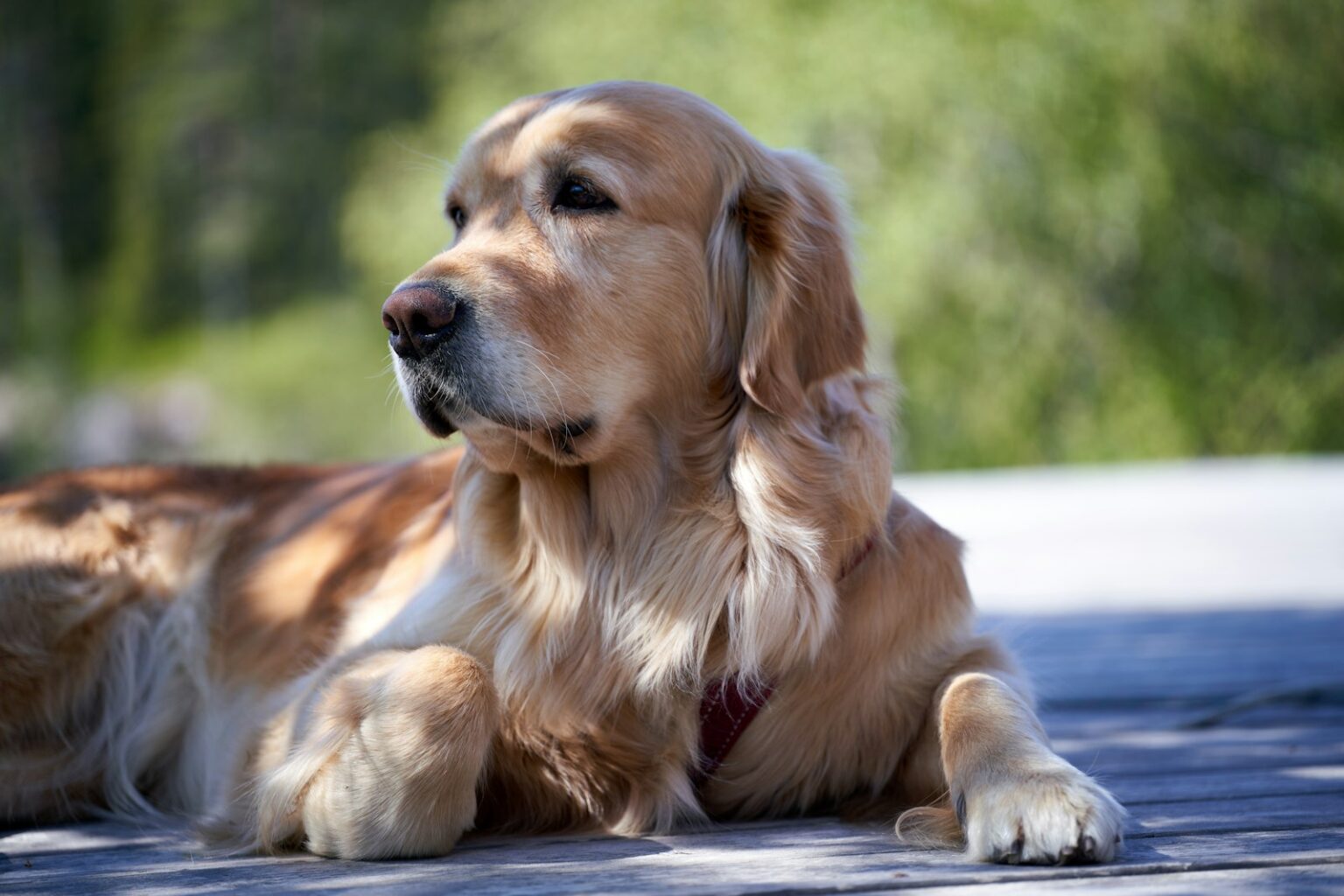 15 Small Ways Dogs Show Their Gratitude - Dog Breed Pro