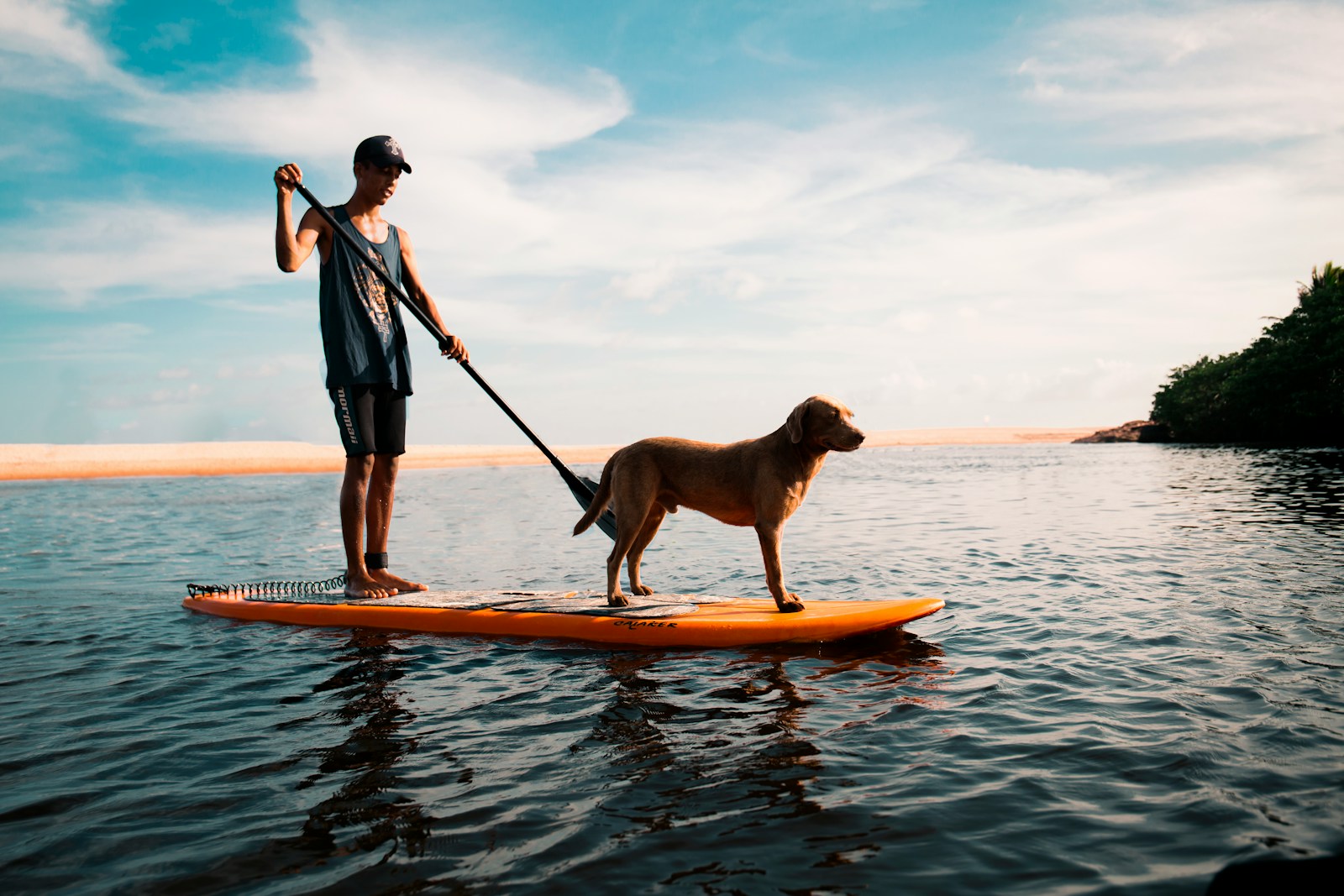 15 Reasons Why Dogs Like Humans - Dog Breed Pro