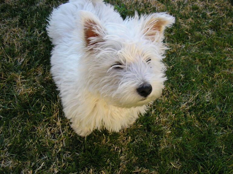 20 Best Dog Breeds for a Person in Their 60s - Dog Breed Pro