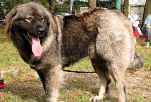 20 Things To Know About The Caucasian Ovcharka - Dog Breed Pro