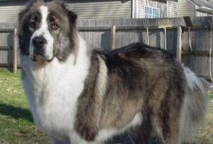 20 Things To Know About The Caucasian Ovcharka - Dog Breed Pro