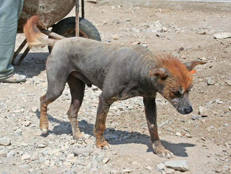 14 Dog Breeds That Look Very Unusual - Dog Breed Pro