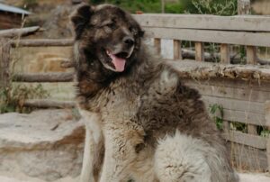 20 Things To Know About The Caucasian Ovcharka - Dog Breed Pro