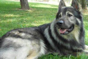 20 Things You Probably Didn't Know About The American Alsatian - Dog ...