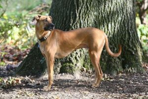 20 Dog Breeds Known for Their Black Mouths - Dog Breed Pro