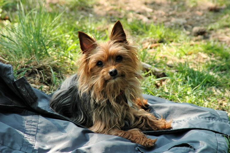 20 Best Dog Breeds for a Person in Their 60s - Dog Breed Pro