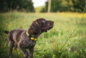10 Meanings Behind The Colors Of Dog Collars - Dog Breed Pro