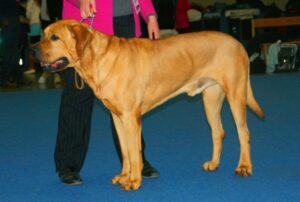 20 Things You Should Know About The Tosa Inu Breed - Dog Breed Pro