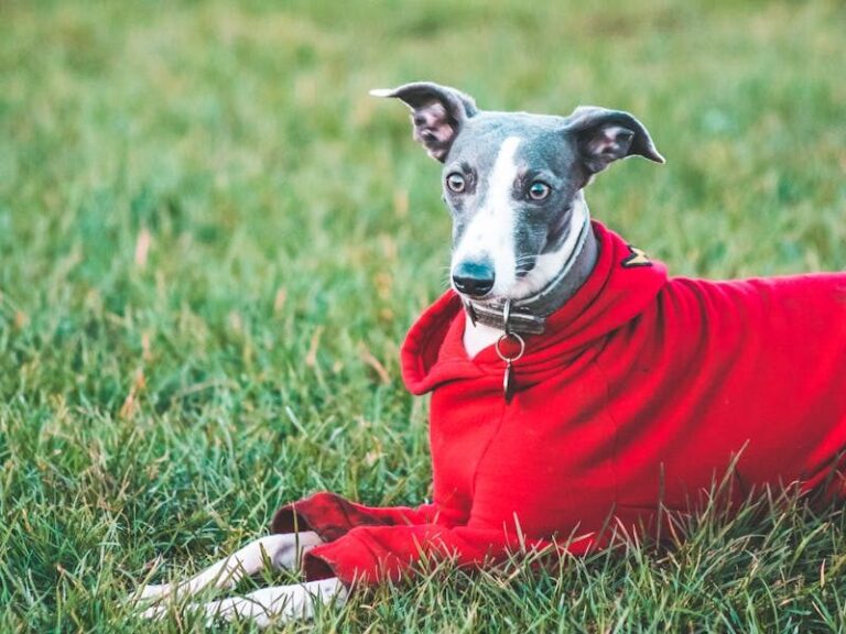 15 Best Dogs for Hot Weather - Dog Breed Pro