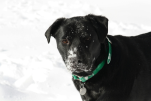 10 Meanings Behind The Colors Of Dog Collars - Dog Breed Pro