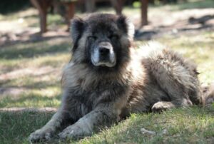 20 Things To Know About The Caucasian Ovcharka - Dog Breed Pro
