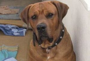 20 Things You Should Know About The Tosa Inu Breed - Dog Breed Pro