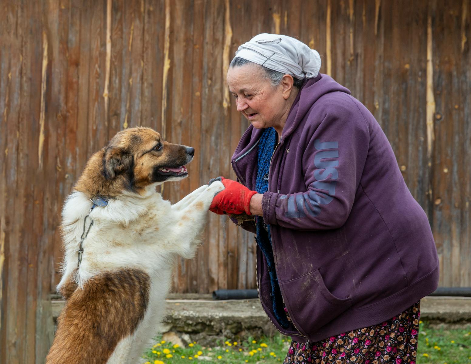 15 Reasons Older Dogs Are Great Friends for Seniors - Dog Breed Pro