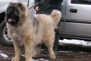 20 Things To Know About The Caucasian Ovcharka - Dog Breed Pro